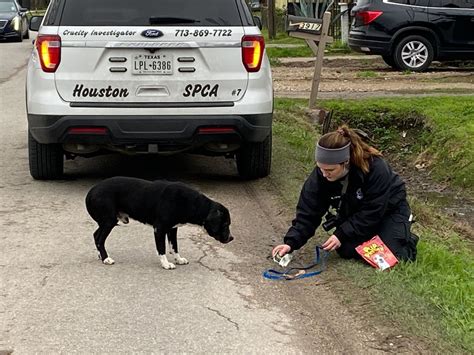 Animal Cruelty Cases Are Rising During Texas Winter Storm Cnn