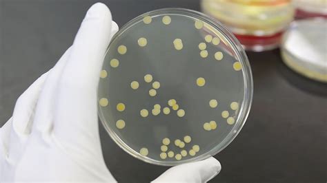 Staph Saprophyticus Antibiotics