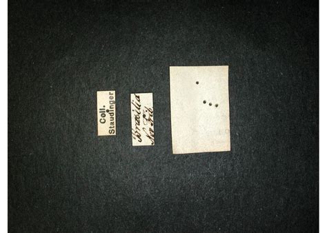 Ocella Diophthalma Pinned Specimens