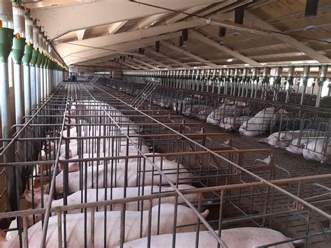 Autoconsumo En Granja De Ganado Porcino Alba Renova