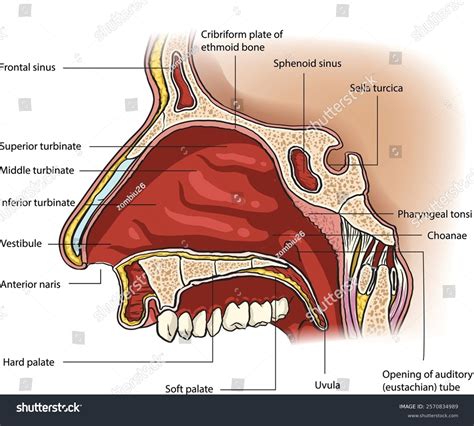 Illustration Nasal Cavity Diagram Vector Stock Vector Royalty Free 2570834989 Shutterstock