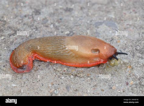 Big Land Slug Or Shell Less Terrestrial Gastropod Mollusc Hi Res Stock