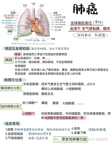 一图读懂肺癌第9版TNM分期肺癌病理与作用机制病理分类三大临床表现有哪些辅助检查治疗要点以及化疗药物的护理 知乎
