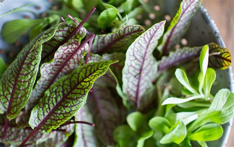 20 Facts About Red Sorrel Ohmyfacts