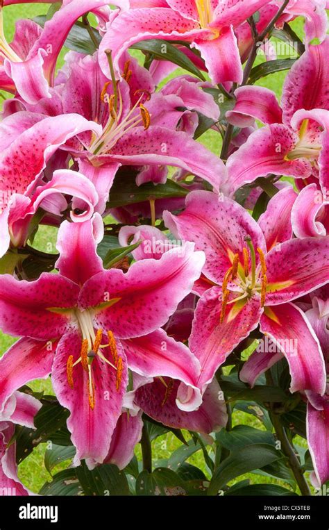 Stargazer hi-res stock photography and images - Alamy