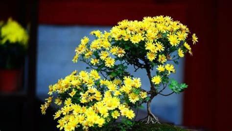 這6種花，不但漂亮好養，還香氣襲人，養一盆，香水都會省掉！ Imomo植物識別