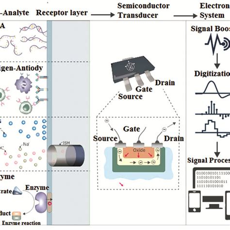 Biomolecule Detection Using Semiconductorfield Effect Transistor