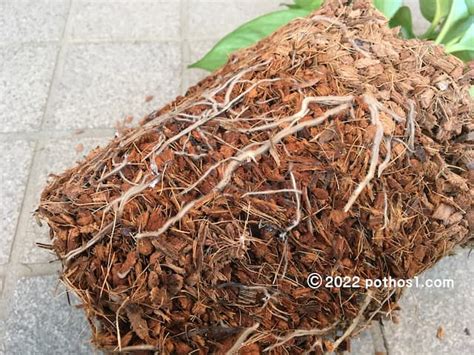 ポトスの葉が茶色く枯れる8つの原因と対処・対策法 ポトスの育て方