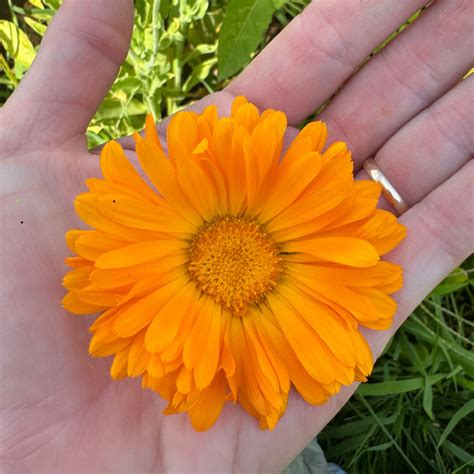 Harvesting Herb Seeds A Complete Guide To Saving Seed Serenity Hill
