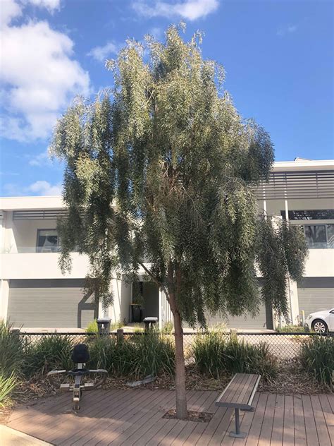Weeping Acacia Tree