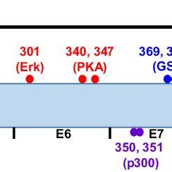 RUNX2 Structure The Structural And Functional Domains Of Mouse