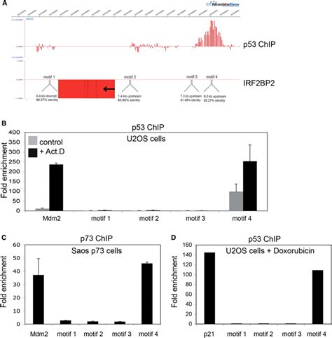 Identification Of A P53 Binding Site Upstream Of The Irf2bp2 Gene A