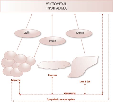 Schematic Representation Of The Interaction Between The Ventromedial Download Scientific