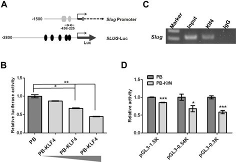 A Schematic Representation Of Slug Gene Structure Containing 1500 Bp Download Scientific