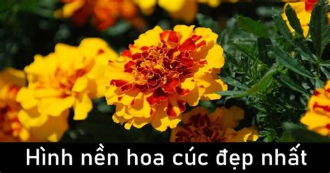 Ngh A C A Hoa C C H Nh N N Nh Hoa C C P Full Hd