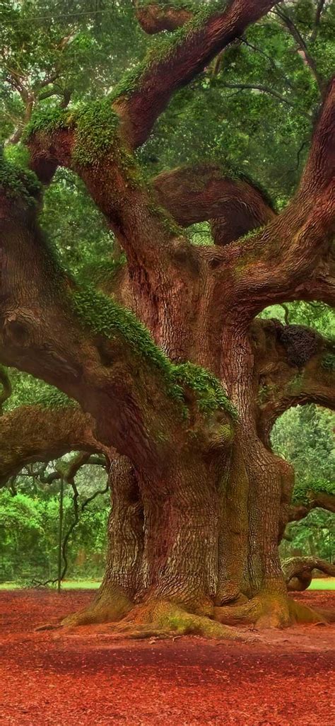 Oak Tree Wallpapers 58 Images Wallpapercat