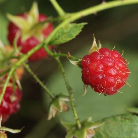 Mammoth Red Raspberry Food Forest Nursery