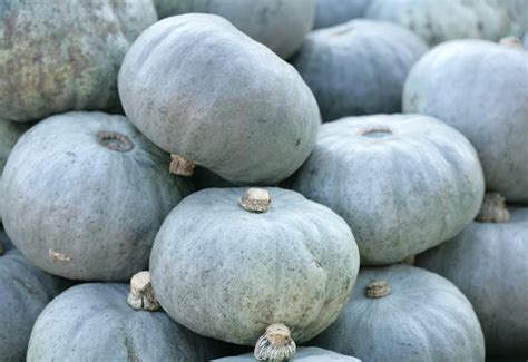 Best Expert Advice On Growing Pumpkins And Squash Suttons Gardening