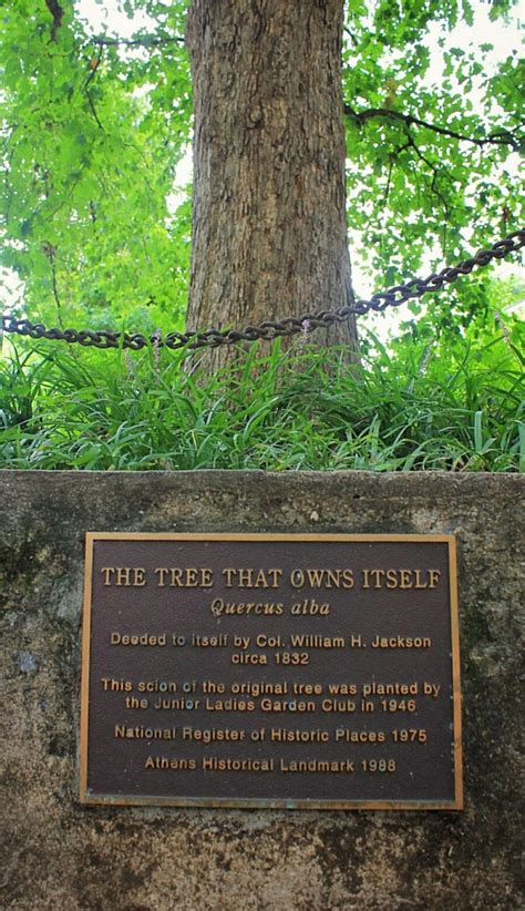 The Tree That Owns Itself • Allisons Wanderlands