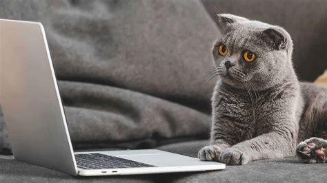 Contact Us The Cats Meow Veterinary Hospital