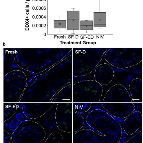 Grey Wolf Testicular Tissue Preservation With A Density Germ Cell