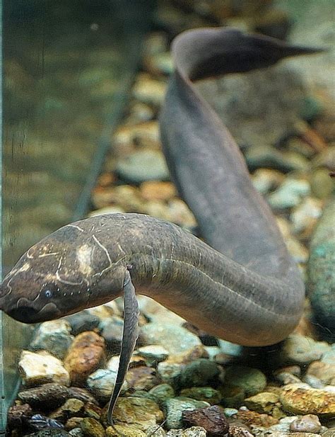 Spotted African Lungfish Protopterus Dolloi Tropical Fish Keeping