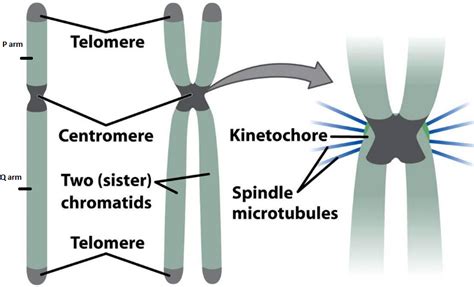 Chromosomes Structure And Functions Overall Science