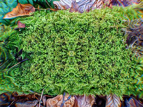 This Moss Is Unreal Rreplications