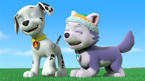 Marshall X Everest Paw Patrol Relation Ship Wiki Fandom