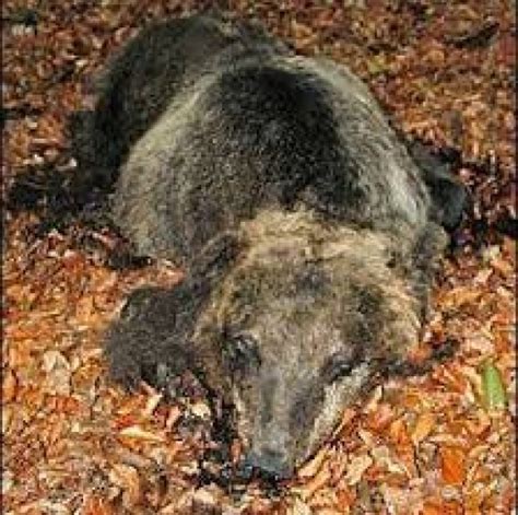 Orso Trovato Morto A Villavallelonga Probabile L Avvelenamento
