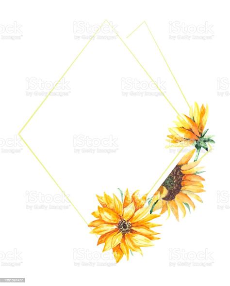 텍스트 공간이있는 흰색 배경에 해바라기 꽃의 다이아몬드 모양의 프레임 수채화 도면 수채화에 대한 스톡 벡터 아트 및 기타 이미지