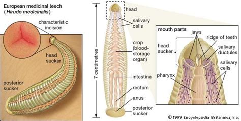 Leech Annelid Bloodsucking Parasite And Medicinal Uses Britannica