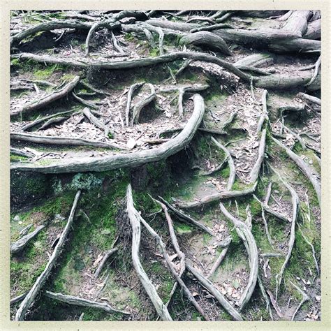 Music Root Elements
