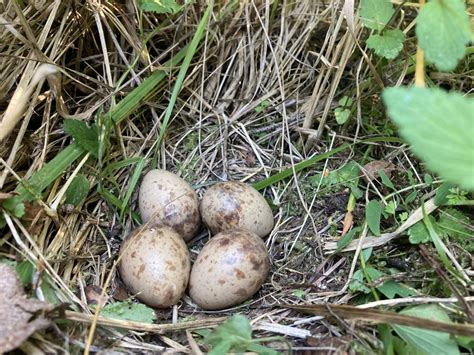 Metskurvitsatel Teine Kurn Looduskalender Ee