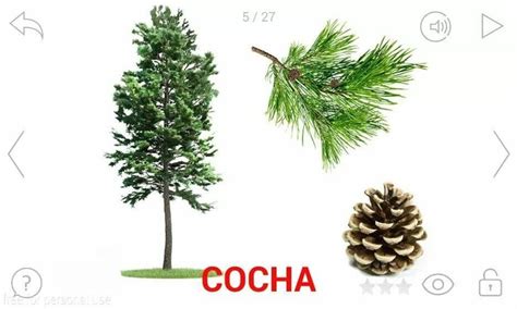 Сосна картинка для детей