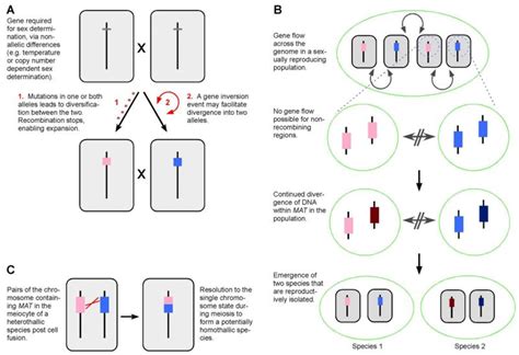 Sex And Speciation The Paradox That Non Recombining Dna Promotes Recombination Pmc