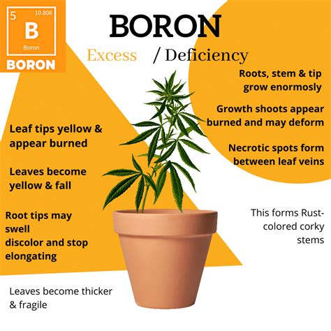 Deficiencies Guide Leaves Nutrients And Charts Explained Expert