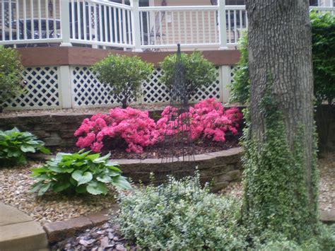 Dwarf Azaleas Dwarf Azaleas Plants Flower Beds