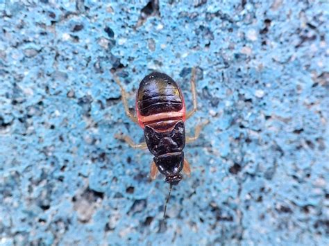 Prostemma Hilgendorffi From Beijing Beijing Cn On October 02 2024 At 01 41 Pm By Wresy