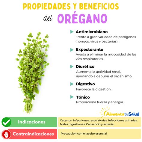 Propiedades Y Beneficios Del Orégano Alimenta Tu Salud Alimenta La