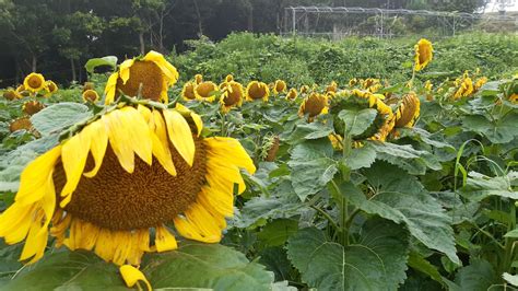해바라기 올래정원 이야기 Band