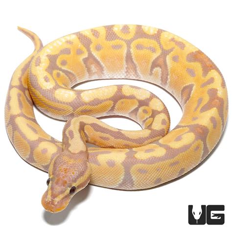 Baby Banana Enchi Hypo Ball Pythons Python Regius For Sale Underground Reptiles