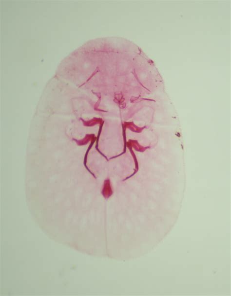 Hemiptera Archives Bioquipbugs