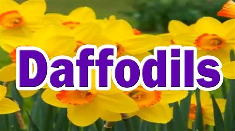 Daffodils Youtube