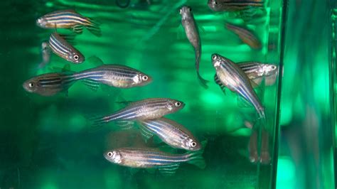 Sex Swapping Zebrafish Hold Clues For Reproductive Development Diseases