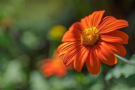 Orange Flowers That Open And Close Daily Infoupdate Org