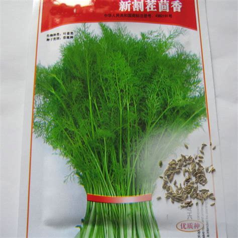 秒杀大包装 茴香种子 阳台种植 四季栽培 约150粒 蔬菜种子 春意满园花卉