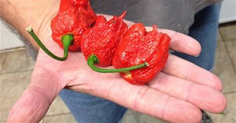 The Uglier The Chili The Hotter The Higher The Scoville Units Album