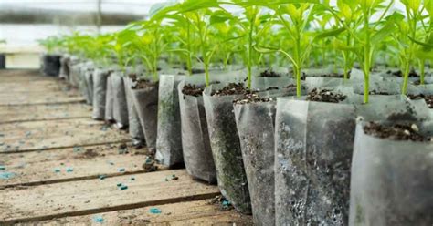 Transplanting Method In Agriculture With Pros And Cons