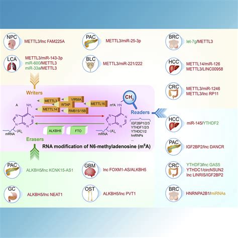 Crosstalk Between Rna M6a Modification And Non Coding Rna Contributes